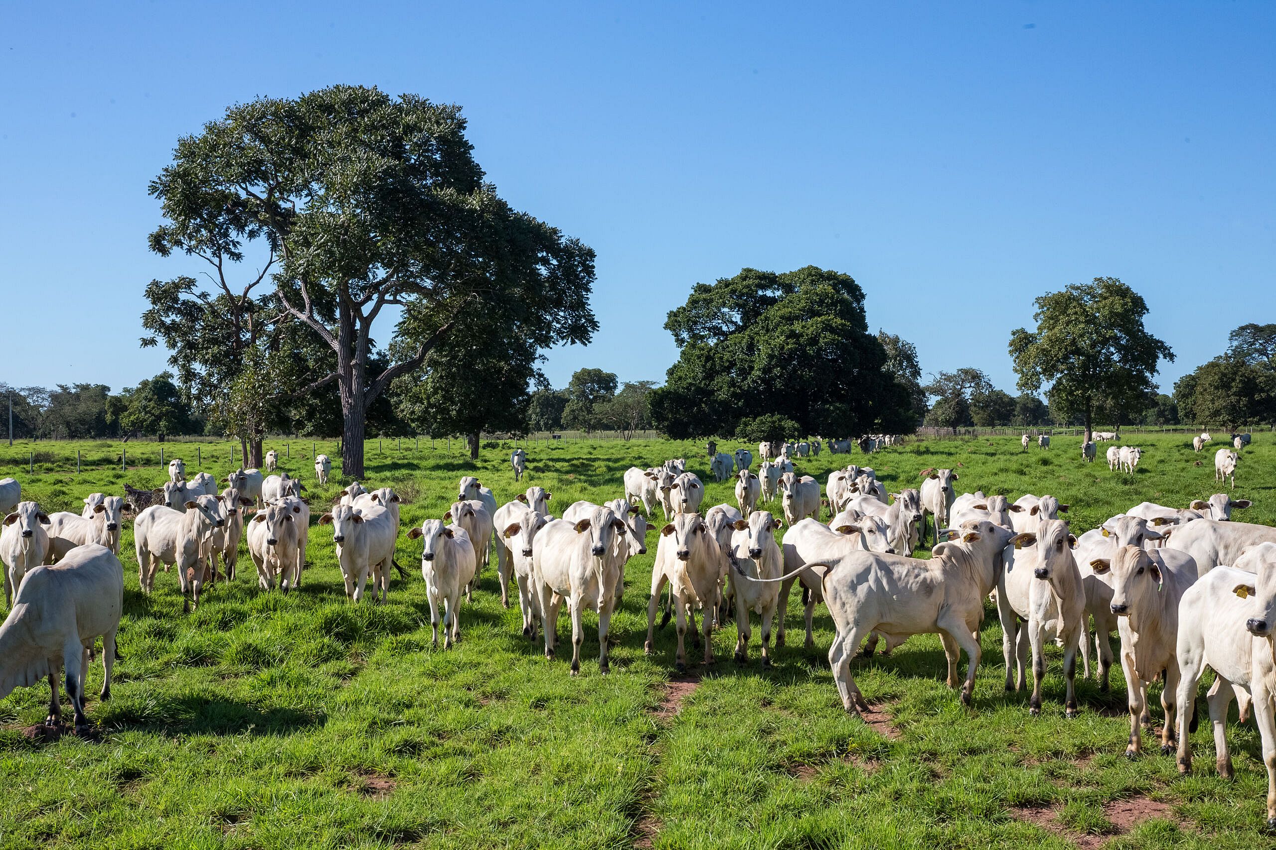 Confinamento - Plena Alimentos